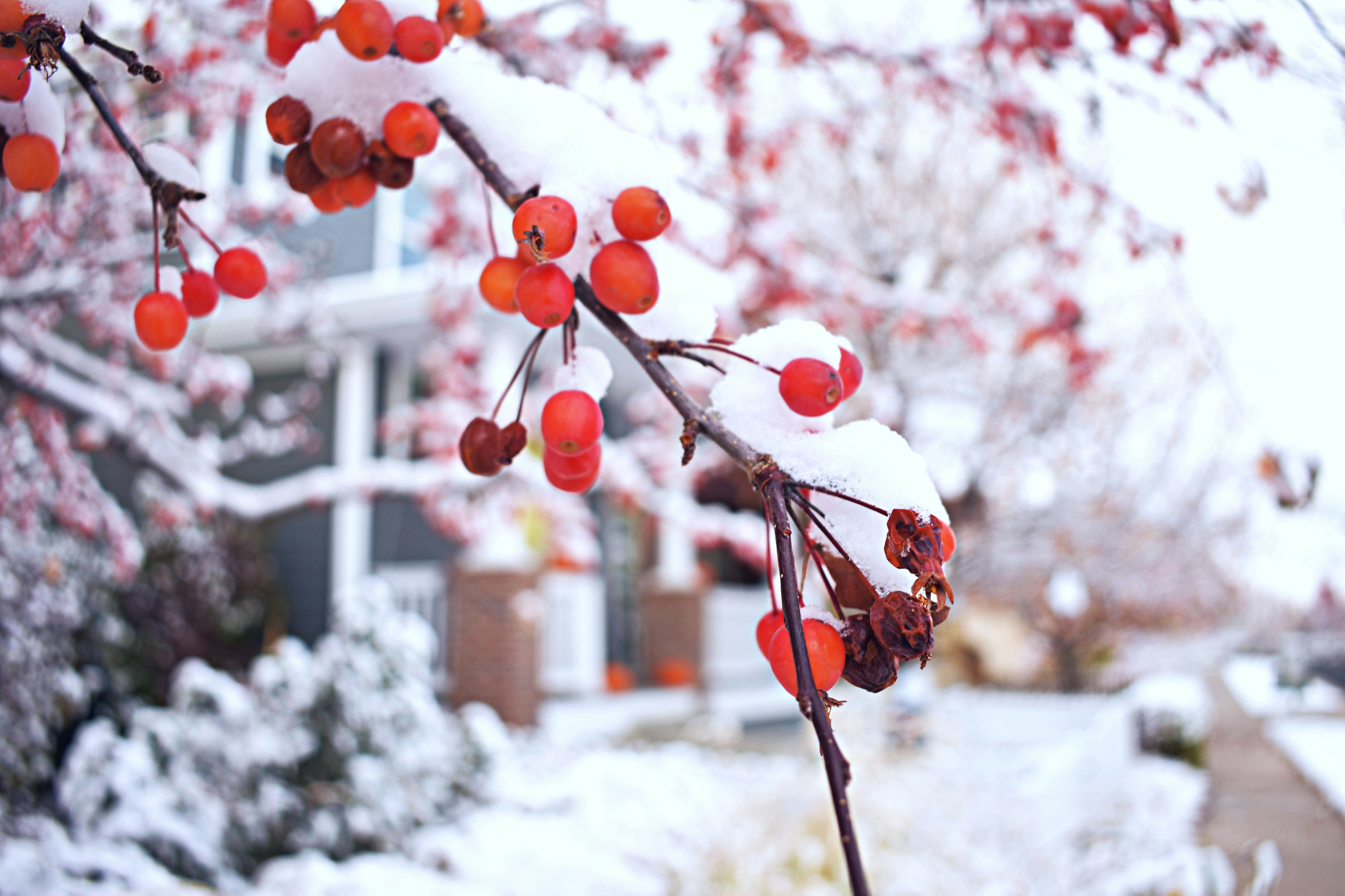 Preparing Gardens for Early Spring: Winter Tasks You Can Do Now